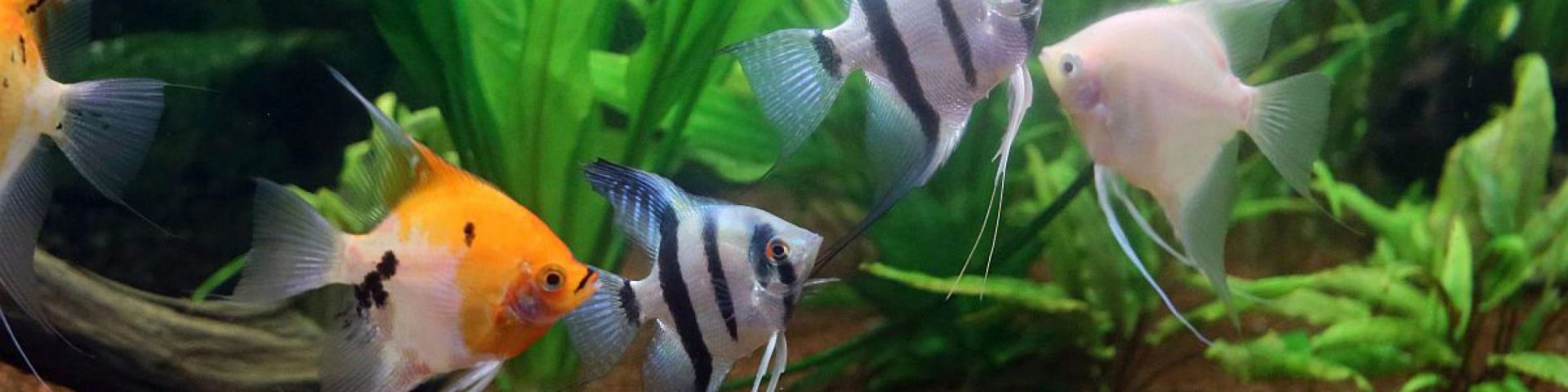 Live Grindal Worms Culture – LiveFishFood Australia