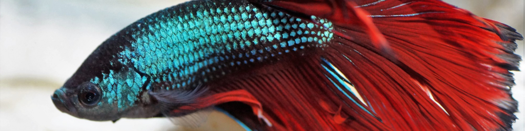 Live Grindal Worms Culture – LiveFishFood Australia