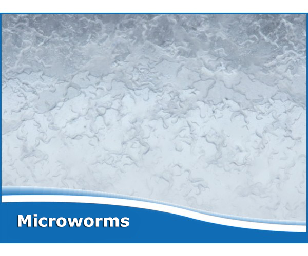 Microworms Starter Culture - LiveFishFood Australia