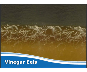 Vinegar Eels Starter Culture - LiveFishFood Australia