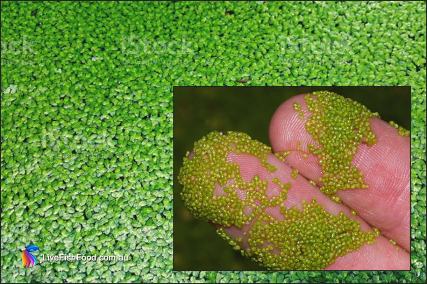 Wolffia arrhiza, Watermeal Duckweed - Starter Culture - LiveFishFood ...