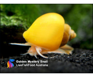 Golden Mystery Snails - 3 Snails bundle - LiveFishFood Australia