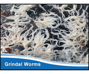 Live Grindal Worms Culture - LiveFishFood Australia