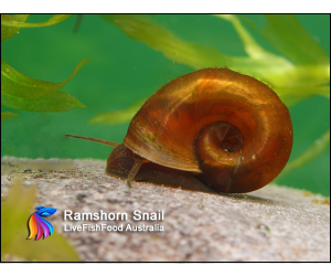 Ramshorn Snails - 7 snails bundle - LiveFishFood Australia
