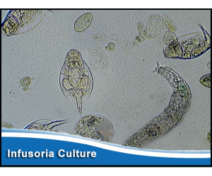 Infusoria Starter Culture - LiveFishFood Australia