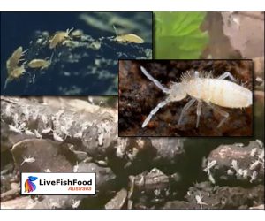 Live Springtails Culture - LiveFishFood Australia