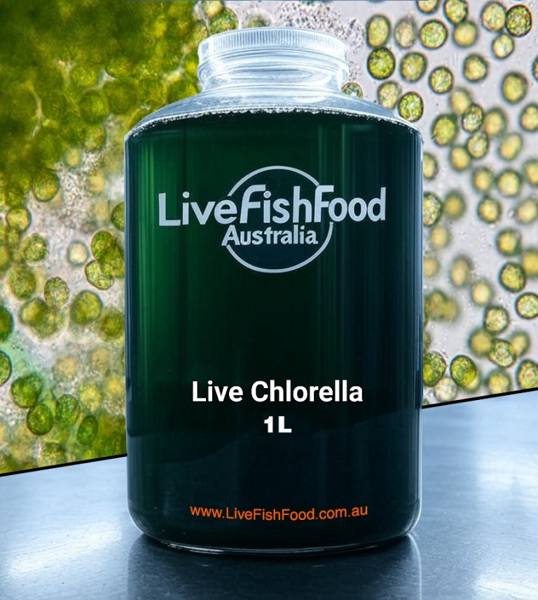 Live Chlorella in bulk - 1 Litre - LiveFishFood Australia